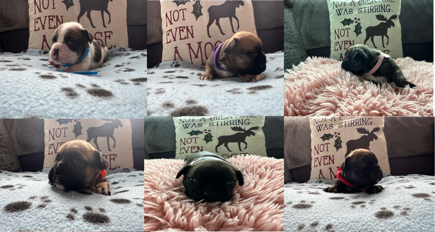 My Shopper Online | NY Pennysaver Classifieds